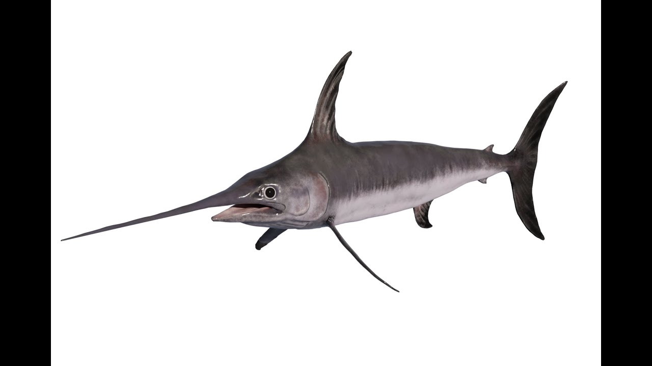 Swordfish animation Demo - YouTube