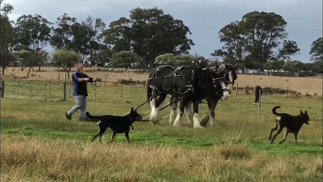 Training Clydesdale Geldings to work in a Pair - YouTube