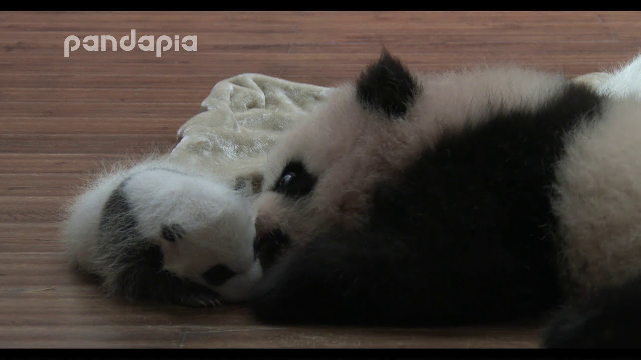 Panda cubs kiss - YouTube