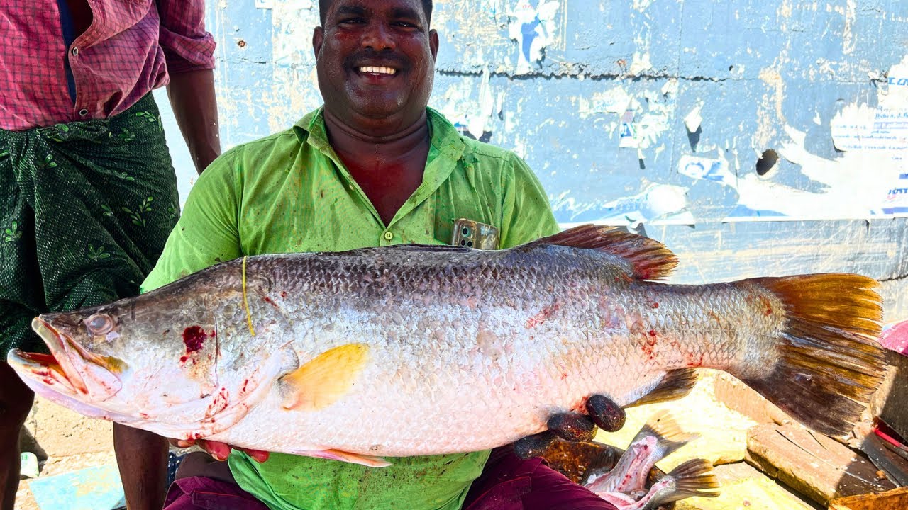 BIG ORIGINAL KODUVA BARRAMUNDI FISH CUTTING BY MINNAL RAJA | HD VIDEO ...