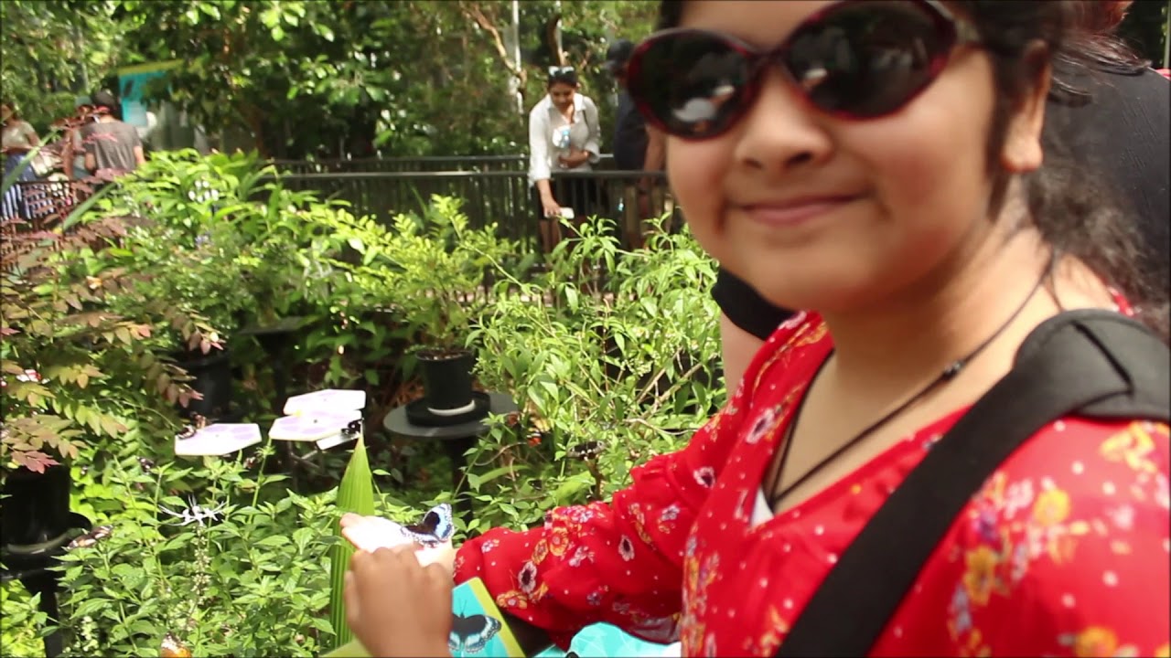 Melbourne Zoo Part 2 Butterfly House watch colorful Butterflies of ...