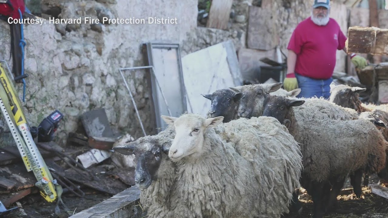 More than 45 animals rescued after barn collapses in Harvard amid ...