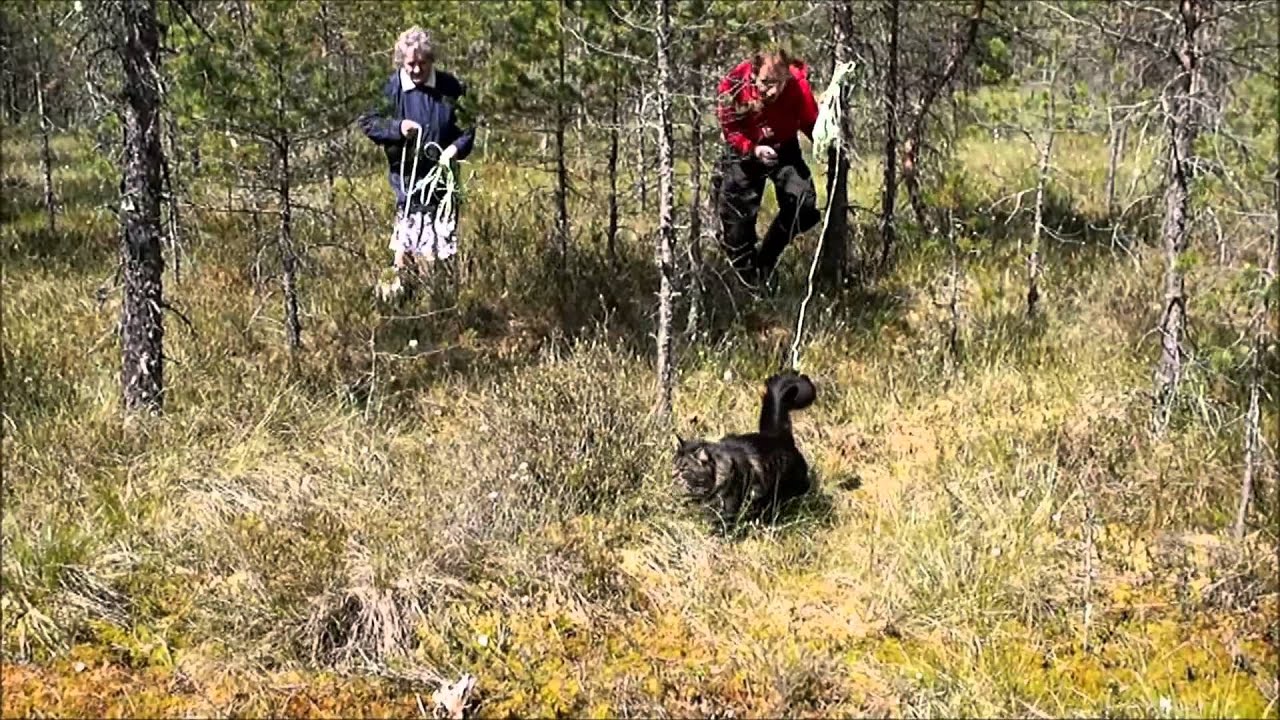 [Myrsky&Viima] Geocaching with cats - YouTube
