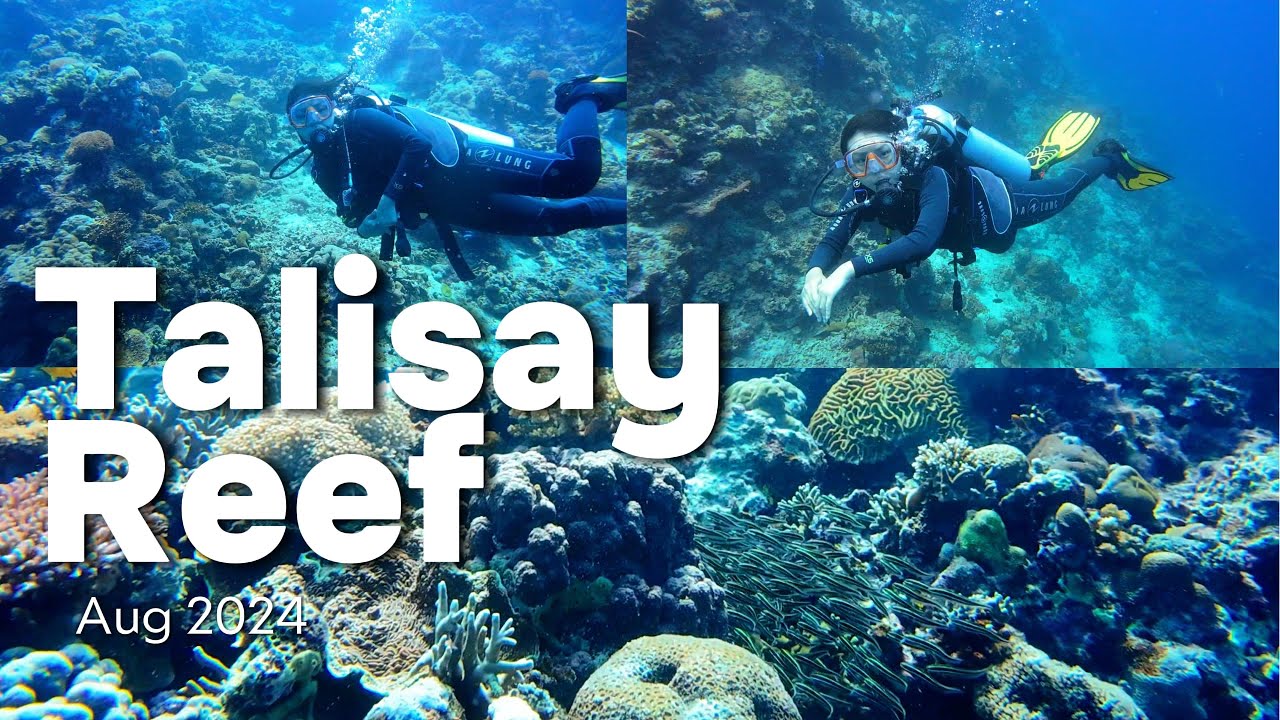 Diving Philippines | Talisay Reef Wall, Moalboal, Cebu - YouTube