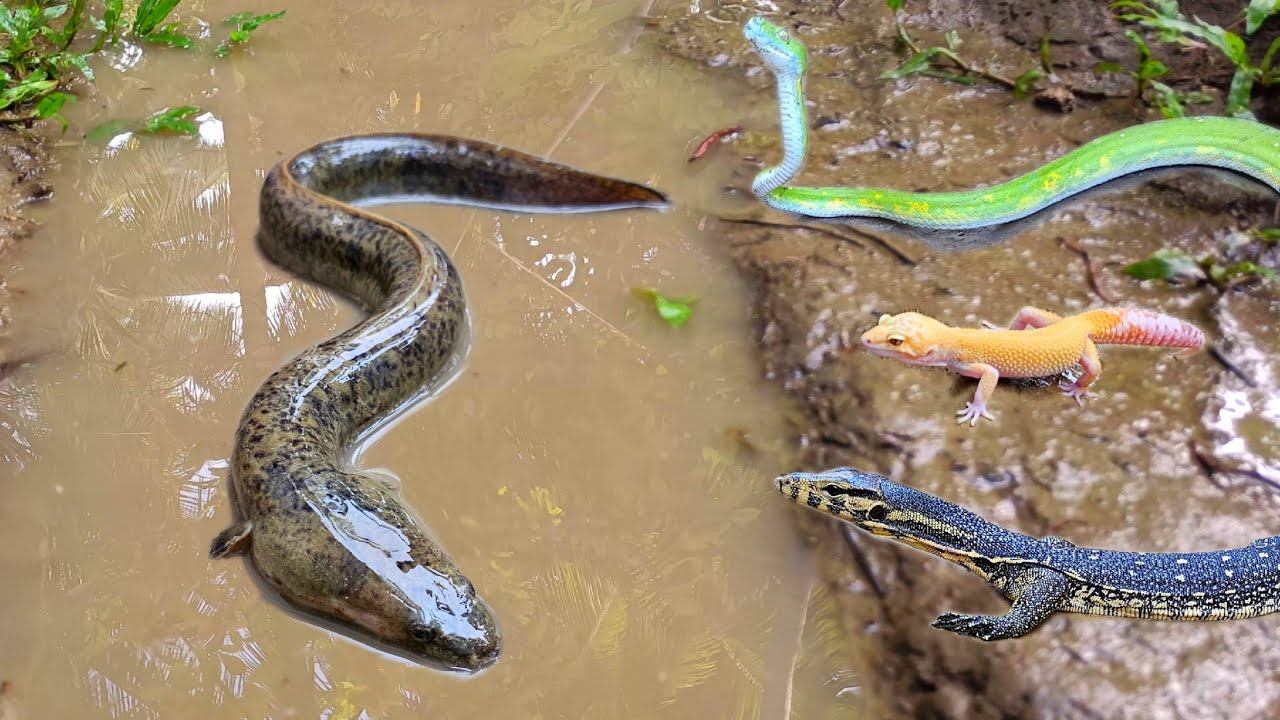 Tangkap belut besar dalam lubang ada ikan lele, ikan hias, ikan koi ...