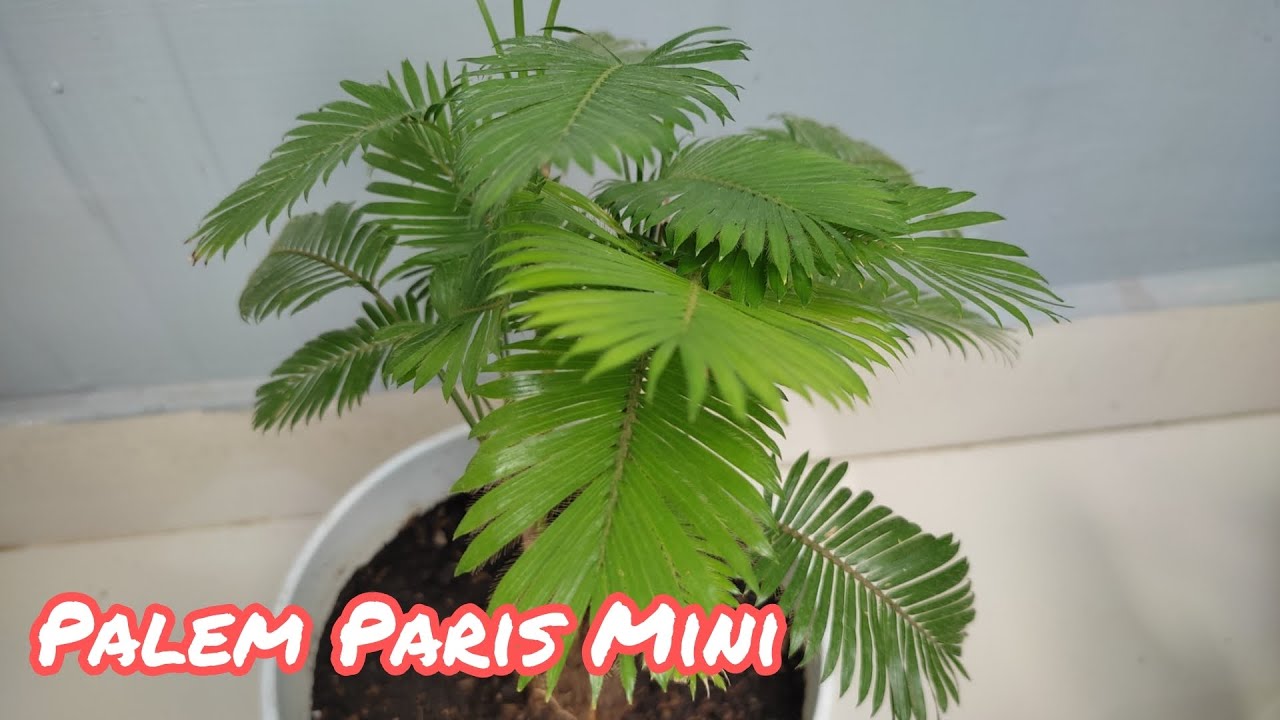 Unboxing dan Menanam Palem Paris Mini - YouTube