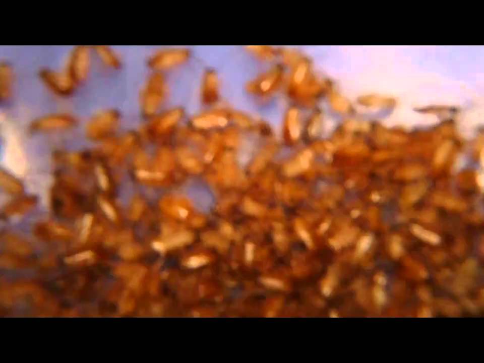 Dispensing Baby Turkistan Roaches (Blatta lateralis) - YouTube