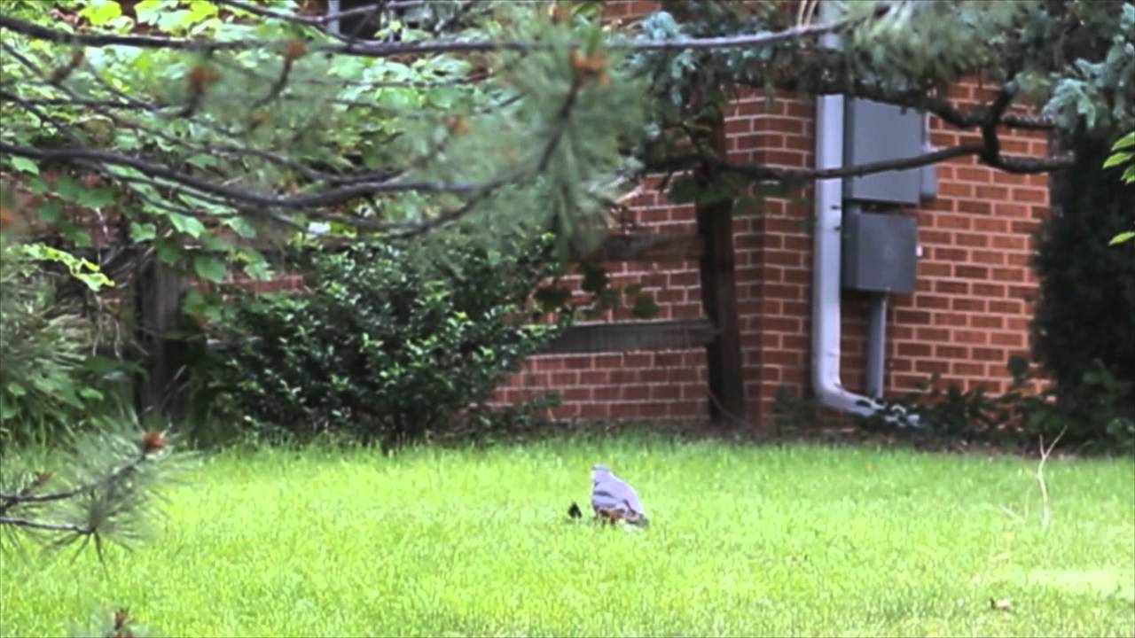 Blue Jays attack Falcon - YouTube