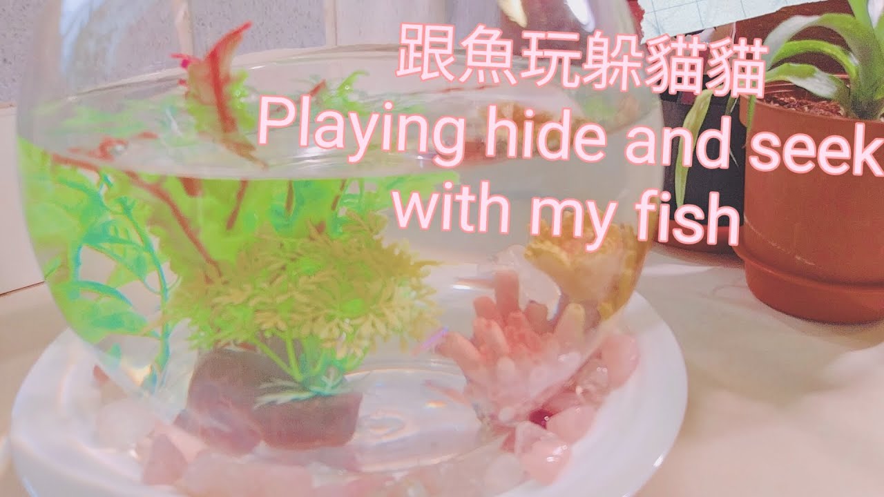 跟魚玩躲貓貓和旋轉木馬 Playing hide and seek with my fish, merry-go-round is fun ...