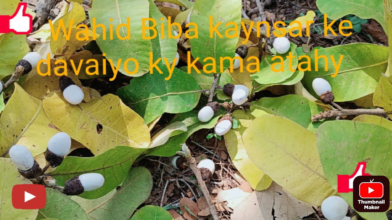 Wahid Biba tree price is number per call Karen 9359409390 - YouTube