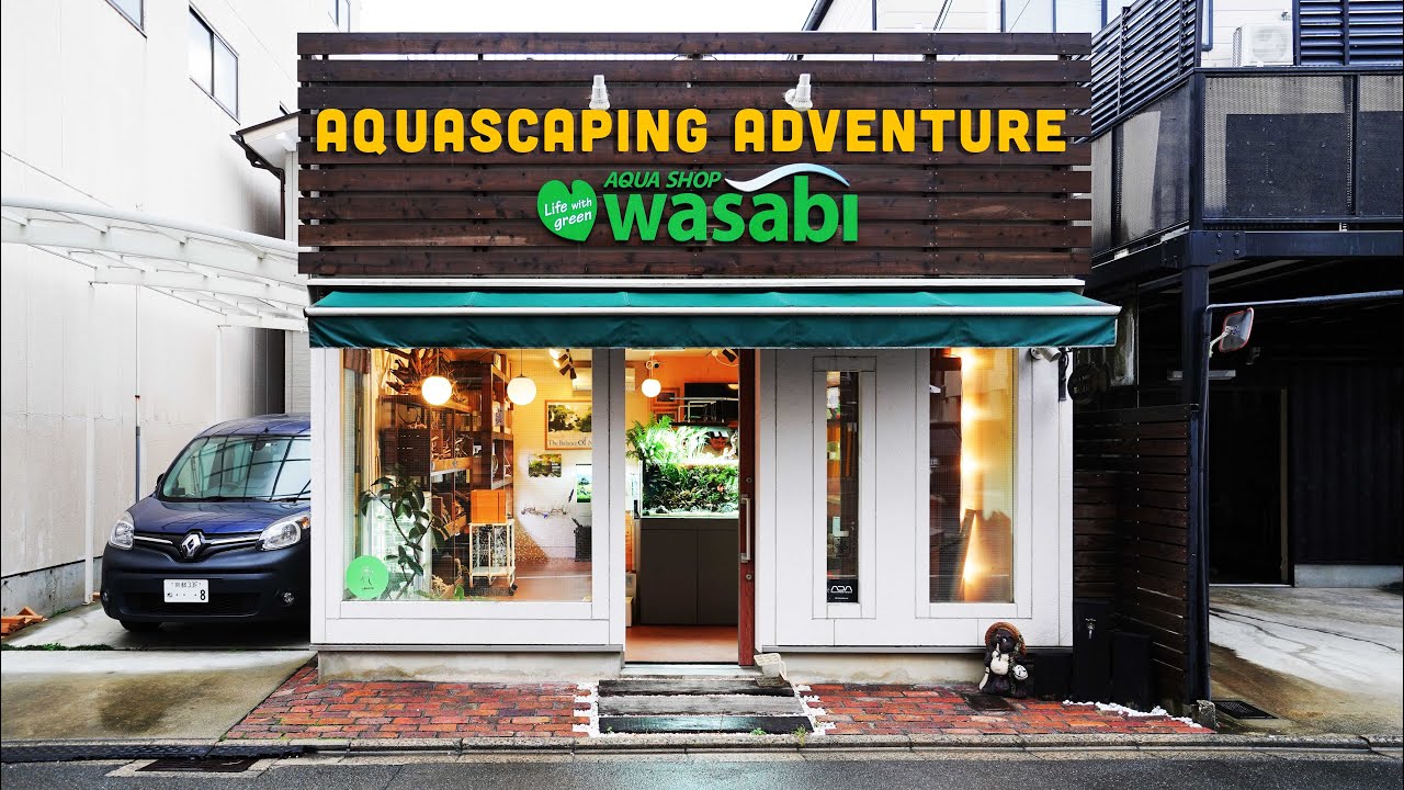 Inside Aqua Shop Wasabi: Kyoto’s Top Aquascaping Store - YouTube