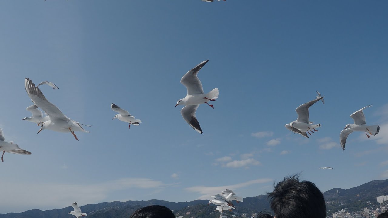 Seagulls flying over speed boat from Atami to Hatsushima (4K) - YouTube