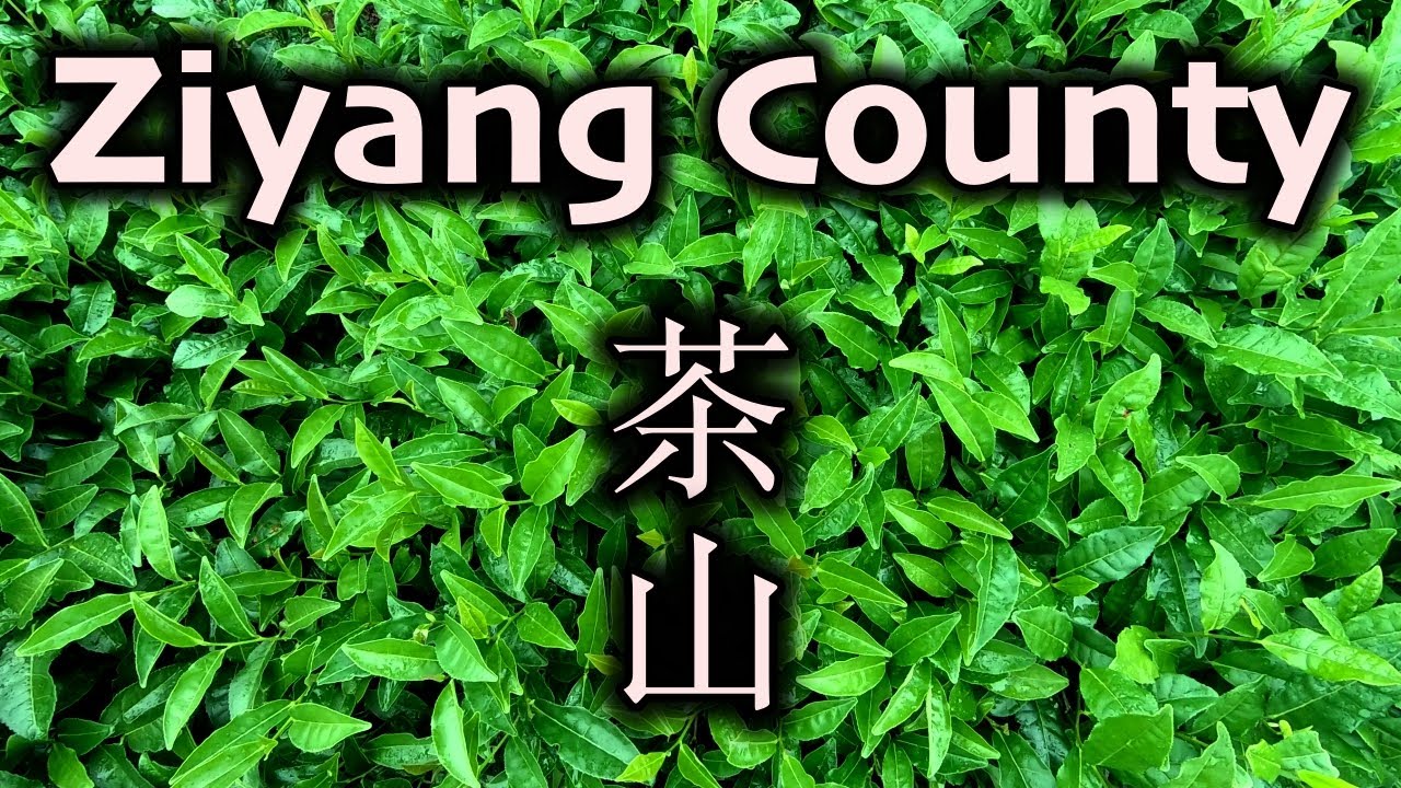 A Journey Down the Han River - Part 3 - ZIYANG TEA MOUNTAINS, SHAANXI ...