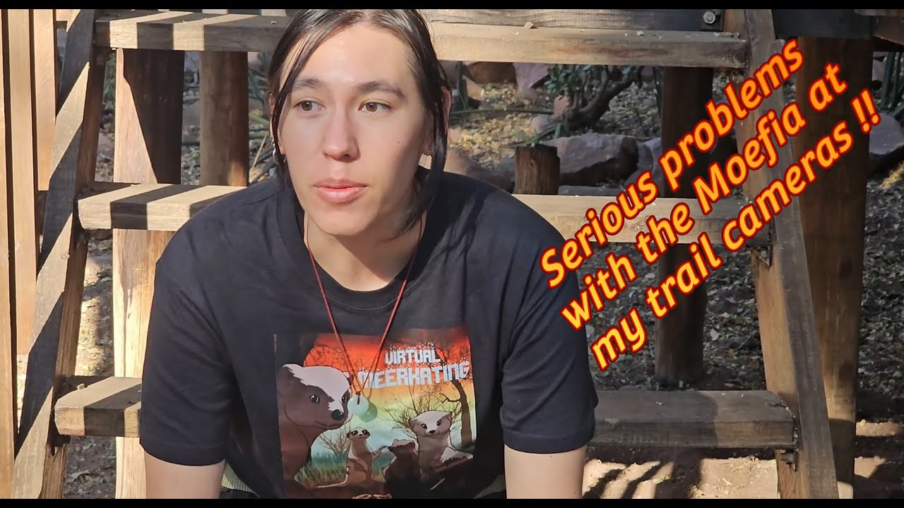 The Moefia Strikes!! Cattle Invade My Wildlife Feeding Spots - YouTube