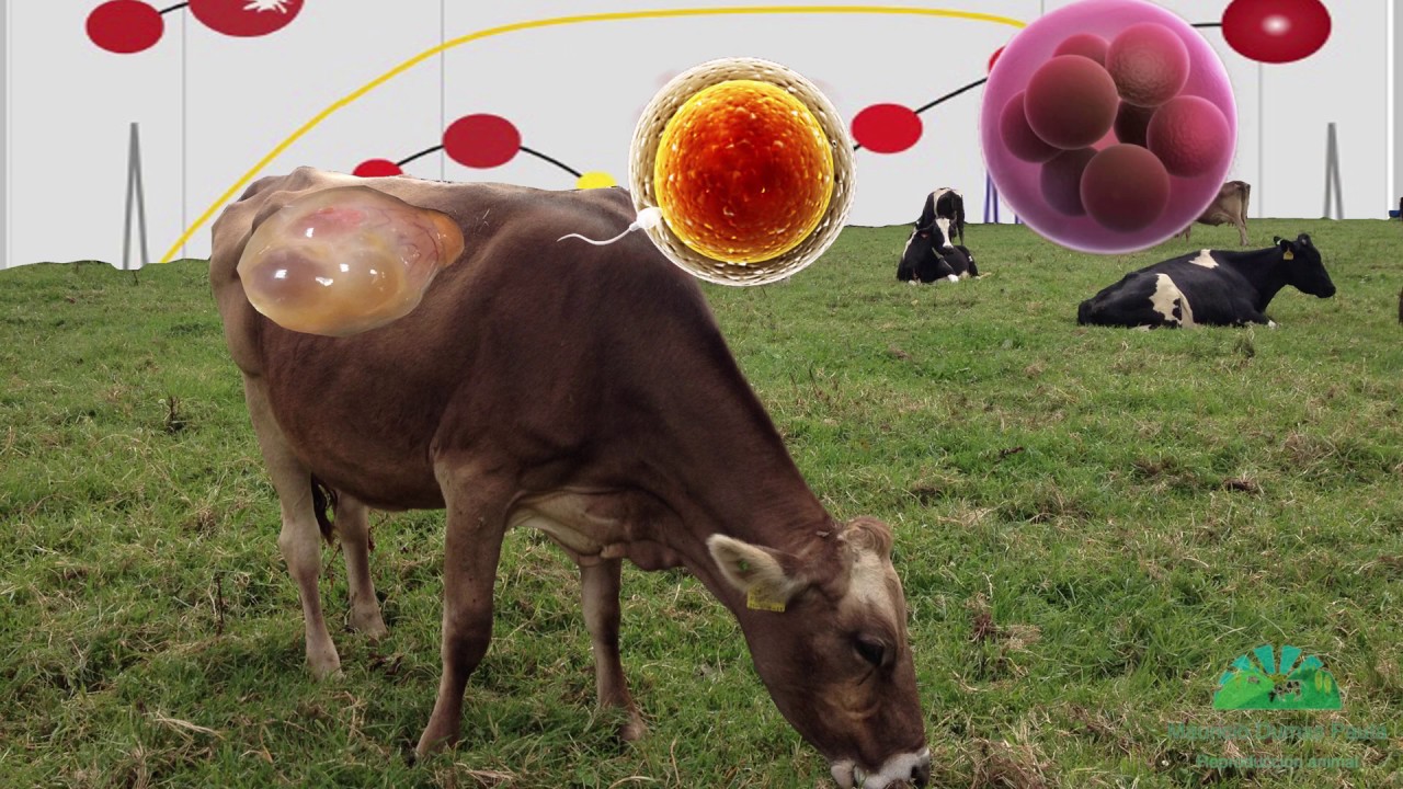 La biotecnología de la producción de embriones in vitro - YouTube