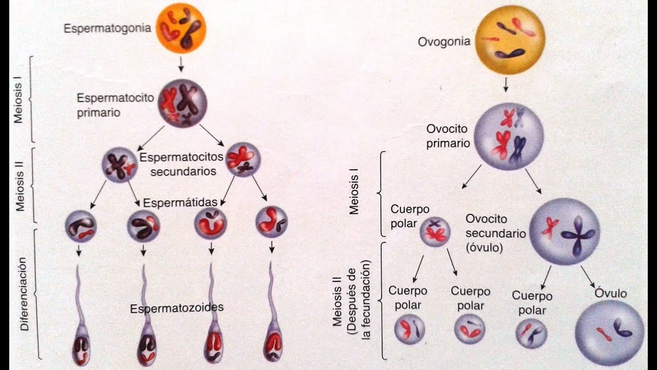 Gametogénesis - YouTube