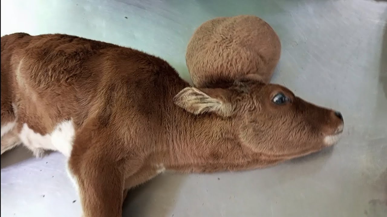 External Hydrocephalus in Calf | Surgical Management - YouTube