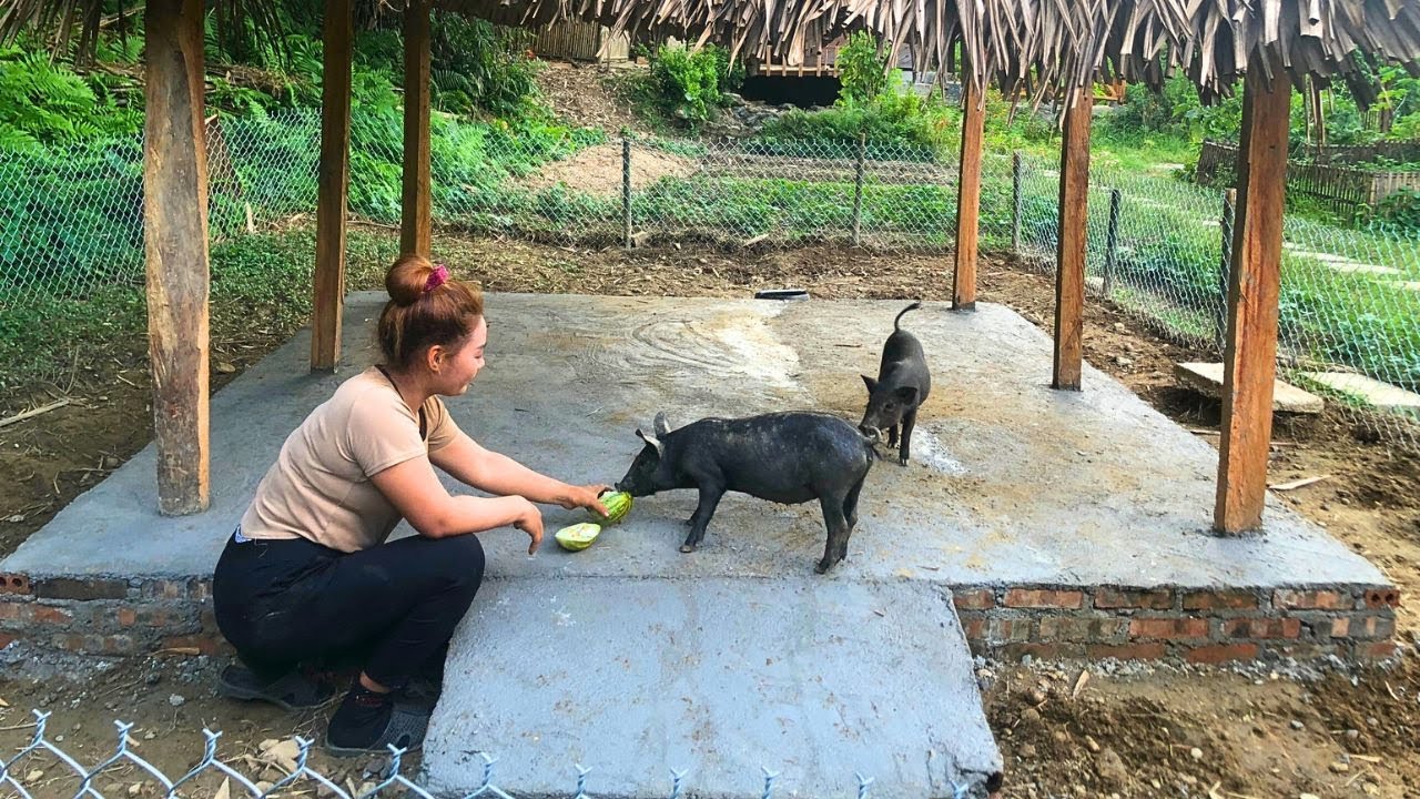 Complete a spacious living area for pigs, Harvest papaya and cook it ...