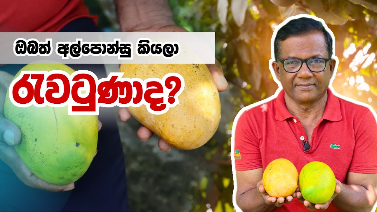 හැමෝටම වරදින TEJC අඹ | TEJC Mango | Ceylon Agri | Episode 365 - YouTube