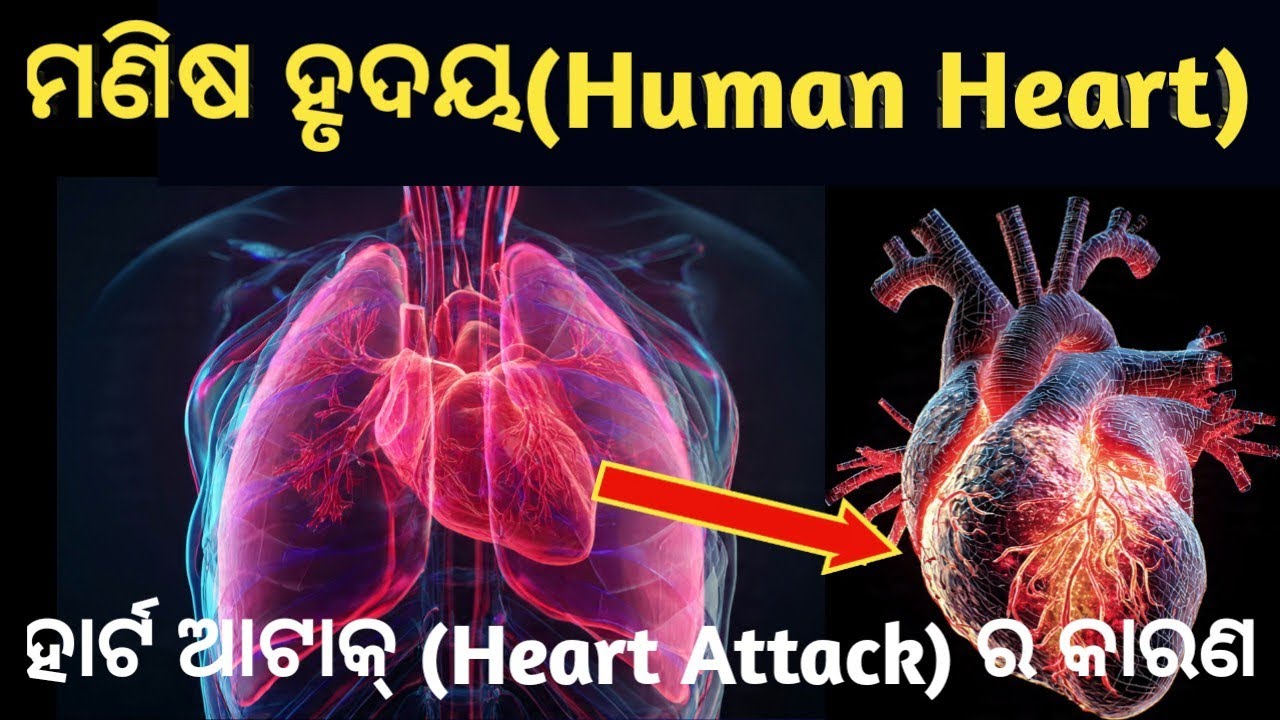 ମନୁଷ୍ୟର ହୃଦୟ ଓ ତାହାର କାର୍ଯ୍ୟ | Human Heart and Its Function in Odia ...