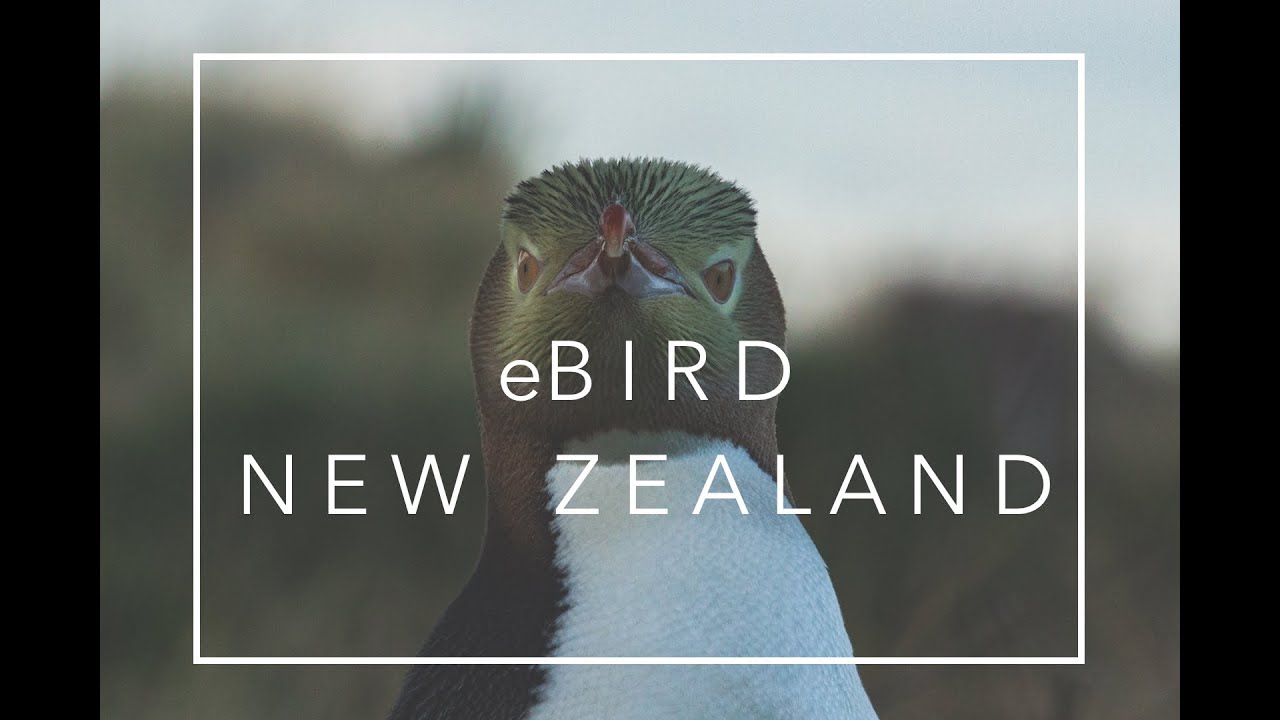 eBird New Zealand • - YouTube