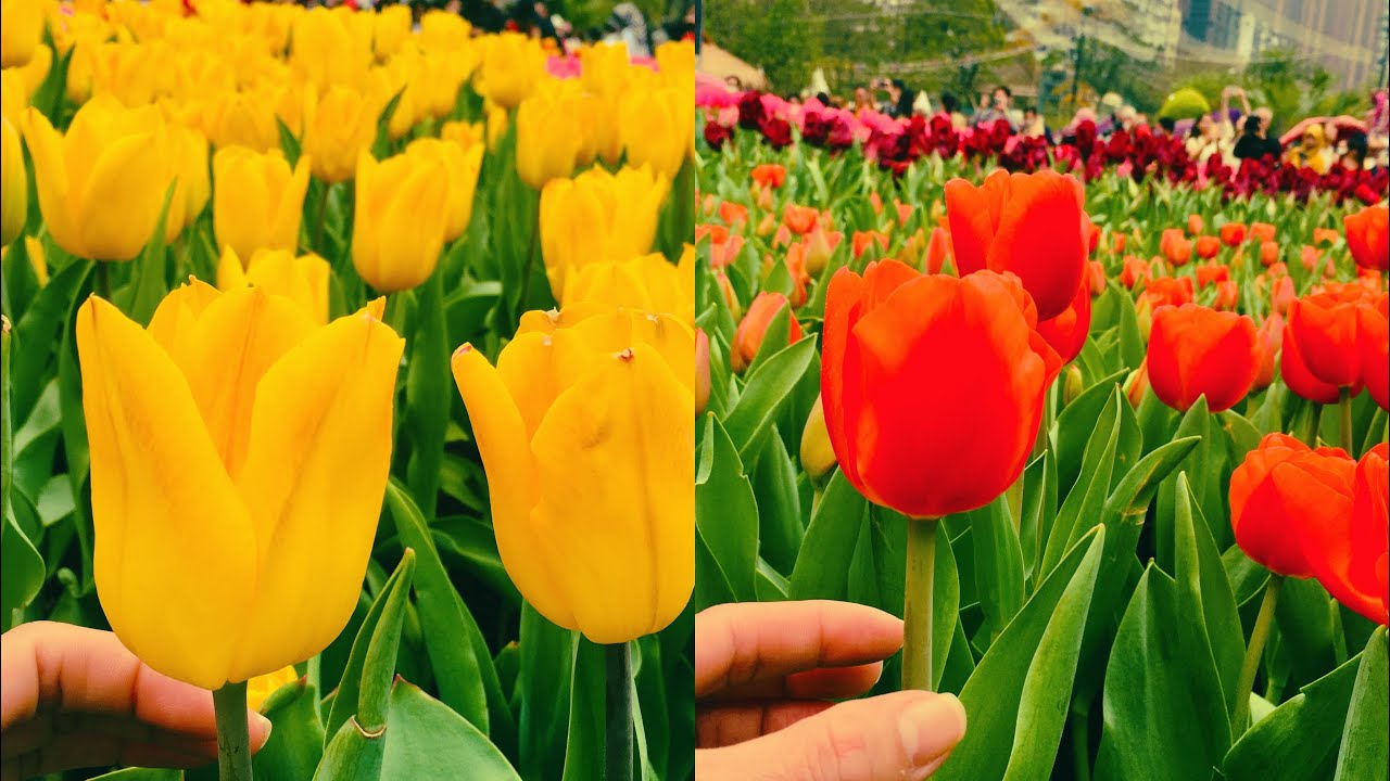 Tulips Lover ka din ba?😍 Hongkong Flower Show 2023 - YouTube