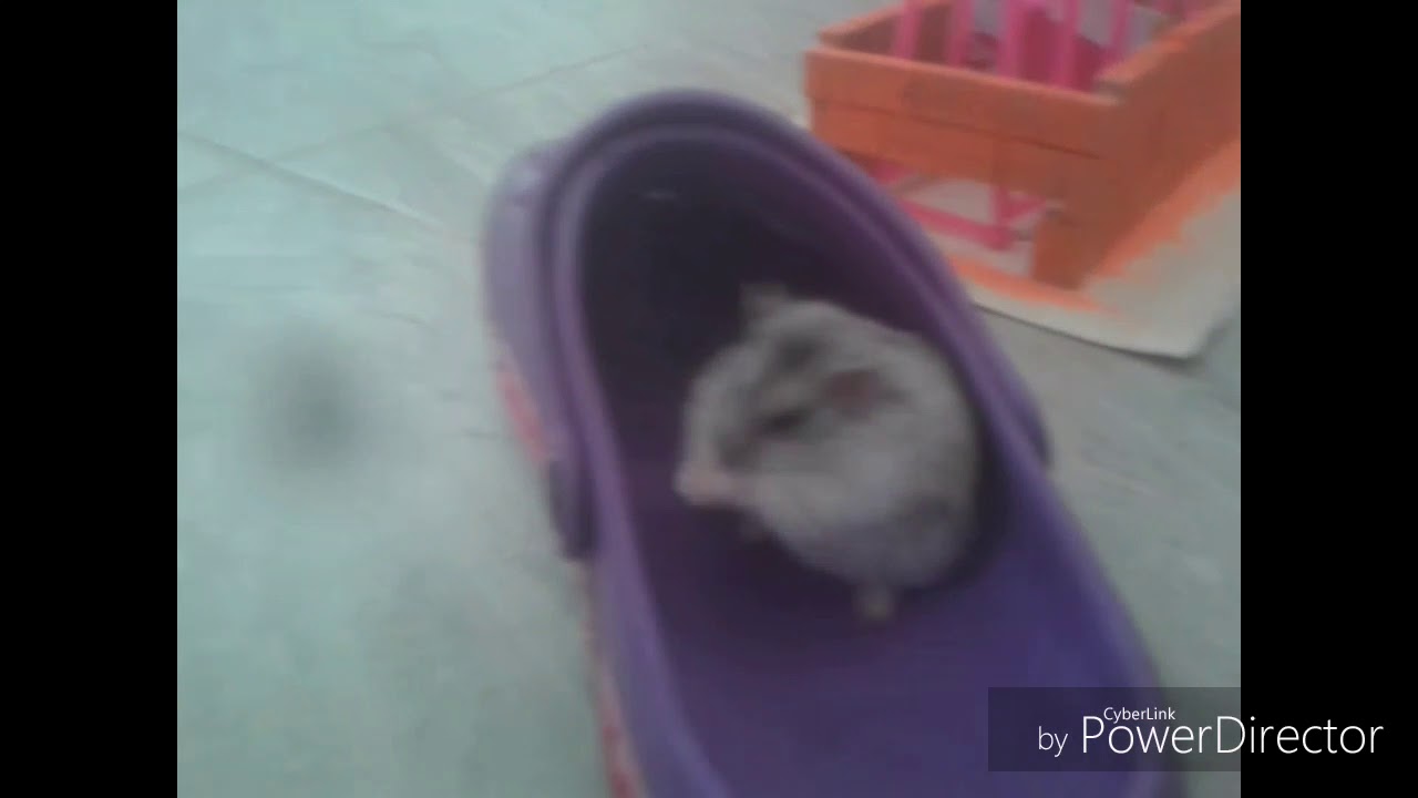 Hamster manejando un carro de jugete - YouTube