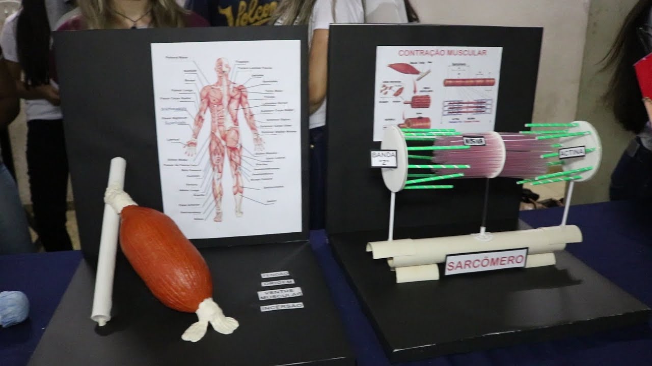 Maquete Do Sistema Muscular - RETOEDU