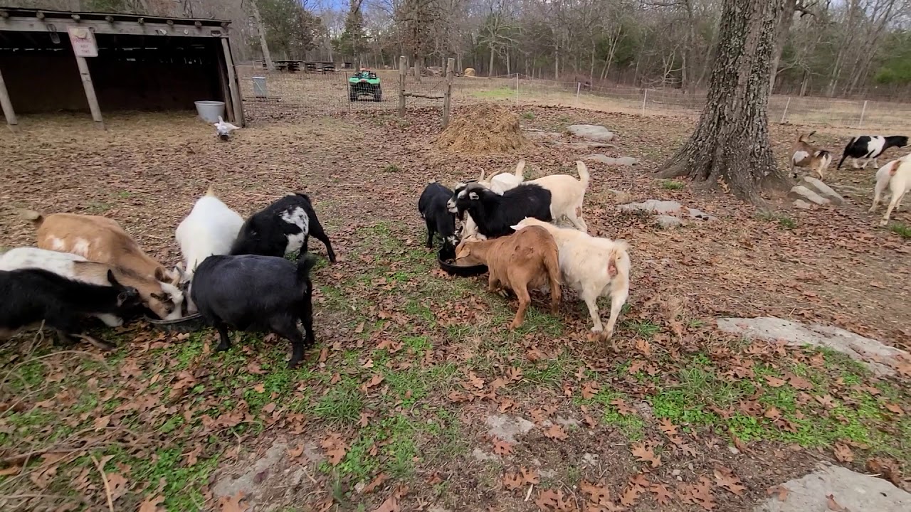 combining the mini goats and the meat goats to make one herd - YouTube