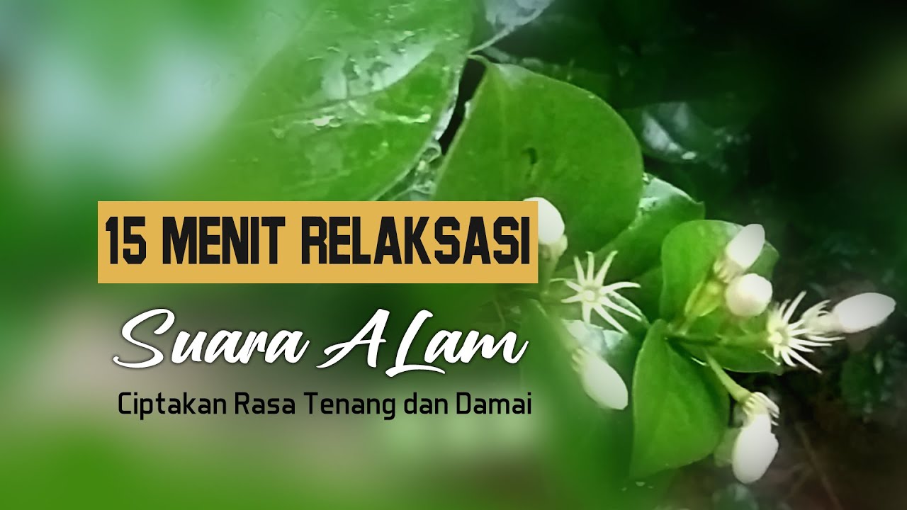 15 menit Relaksasi Suara Alam - membuat tenang dan damai (Video Asli ...