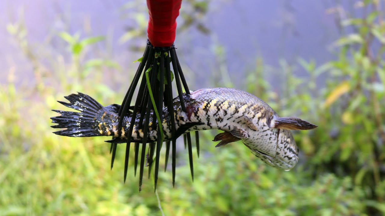 Fish hunting 👀 Best natural primitive fishing style. - YouTube