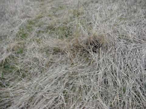 Bru on Launcher Bird and Hand Release 4 16 18 - YouTube