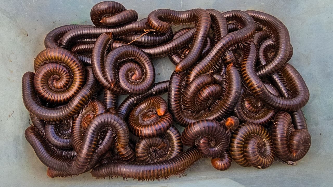 Millipedes Exploring, Catching Giant Millipedes In My Yard around Home ...