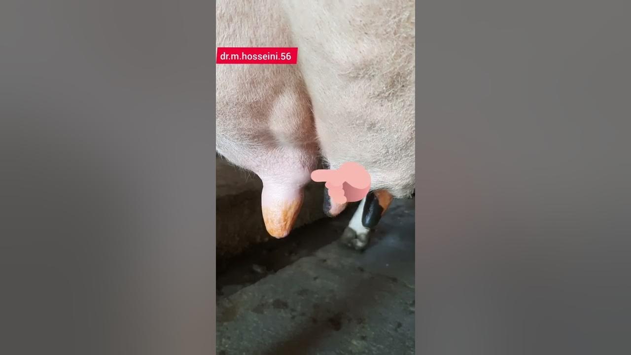 مشکلات ورم پستانی و کارتیه های پستان گاو شیری Youtube