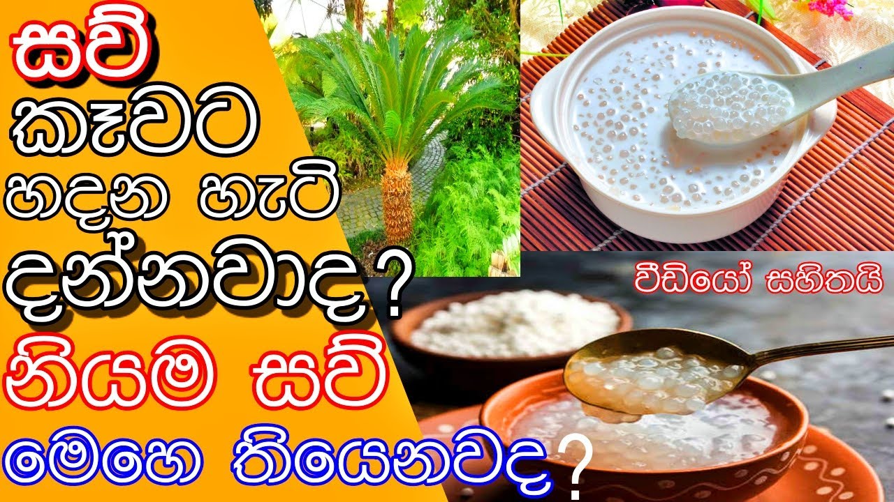 Sago making / සව් හදන හැටි / sago tree / සව් හදන විදිය දන්නවාද /sago ...