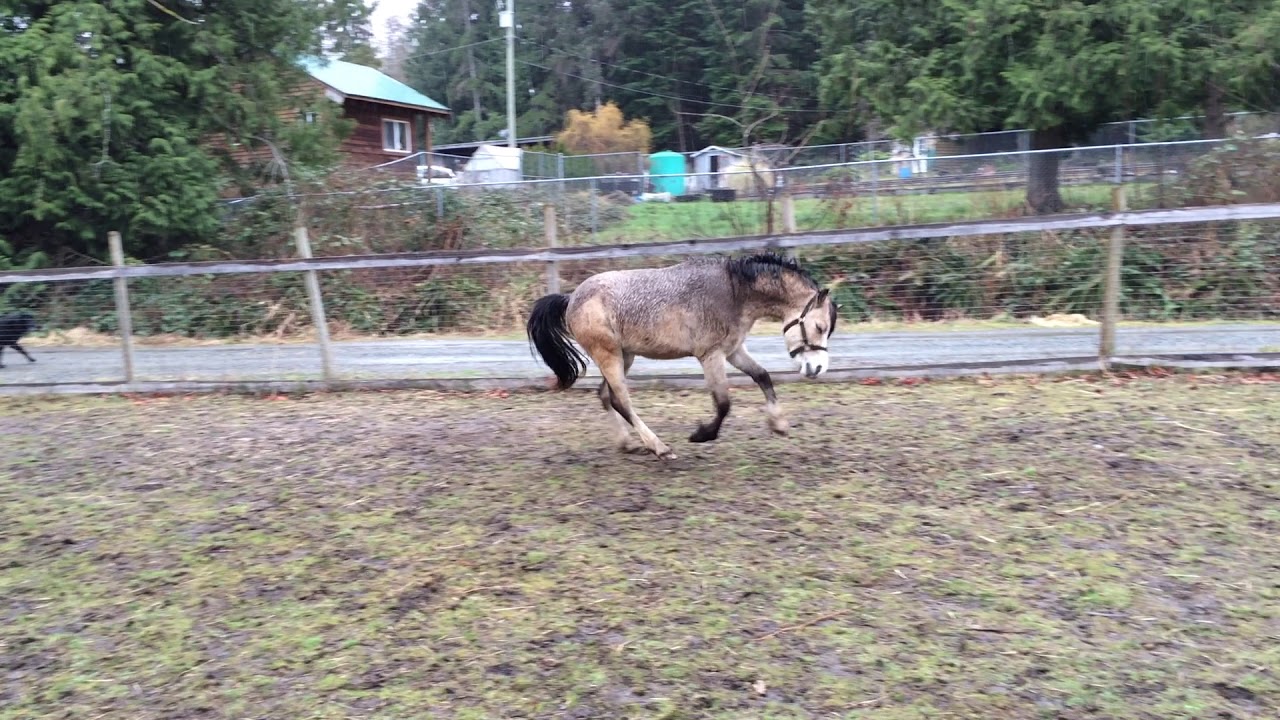 BUCKY! Welsh Pony Stud Colt. Leaving when asked - YouTube