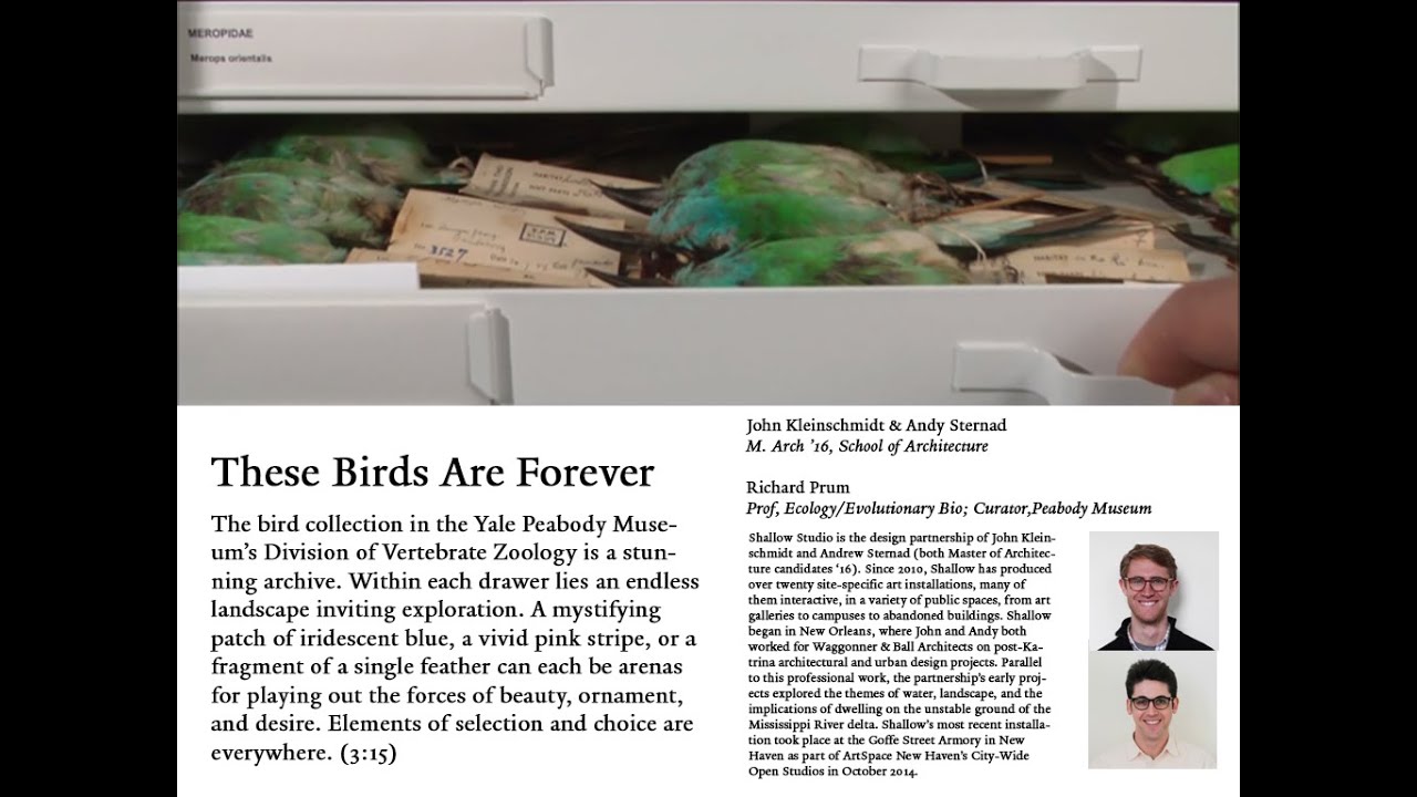 These Birds Are Forever by John Kleinschmidt & Andy Sternad - YouTube