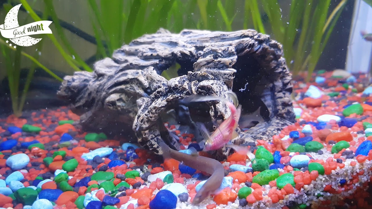 Sleep Music | Aquarium Fish | Khuli Loaches | Corydoras | Pink Zebra ...