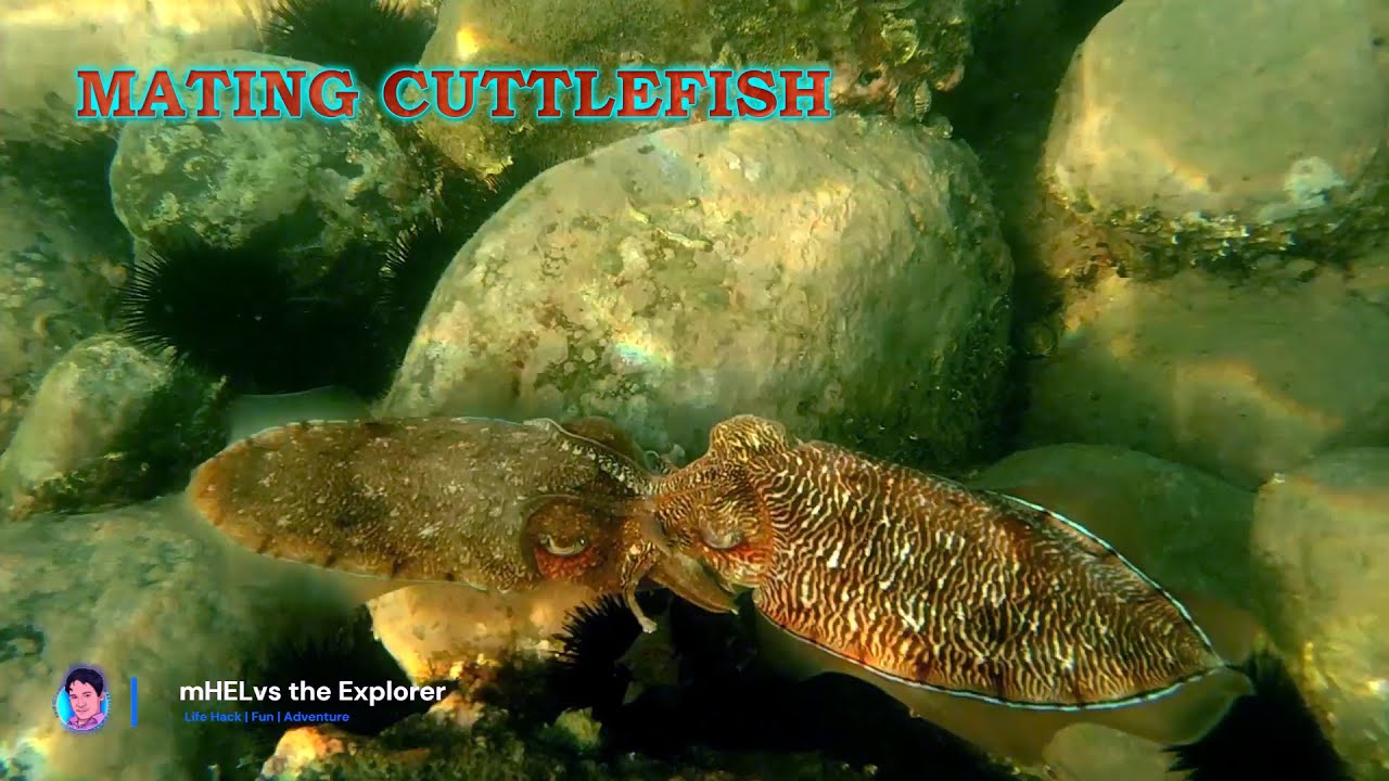 How Cuttlefish Mating - YouTube