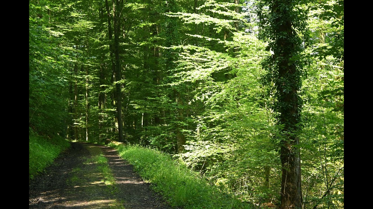 Tutti Juli 2024 04 Baum Blatt Wald mit Lassie Singers - YouTube