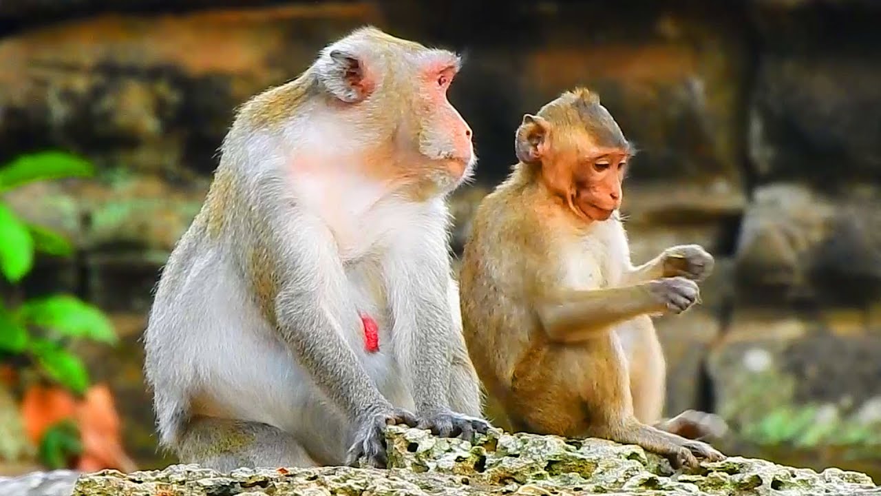 Jane Monkey Family! Jody Sitting Very Closer To Jane Waiting For His ...