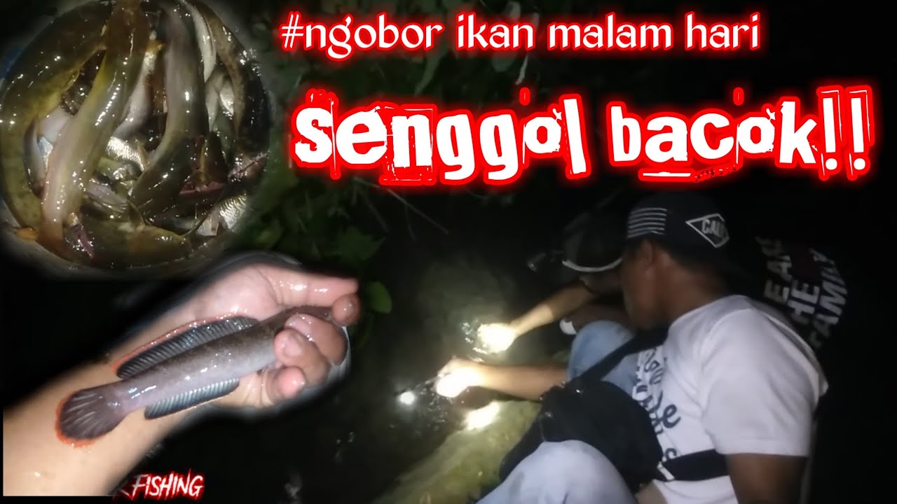 Senggol BACOK‼️ngobor ikan🔴 #anglermagelang#lisangmagelang - YouTube