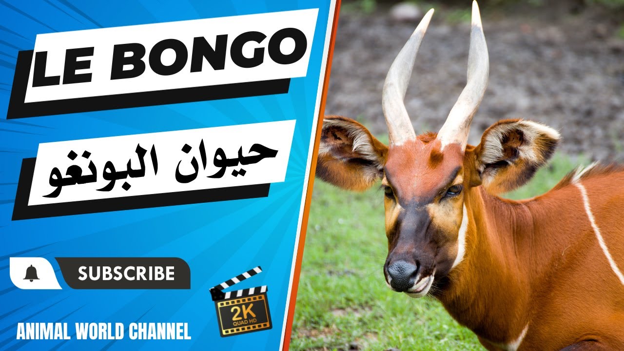 le bongo est un grande antilope des forêts tropicales - YouTube