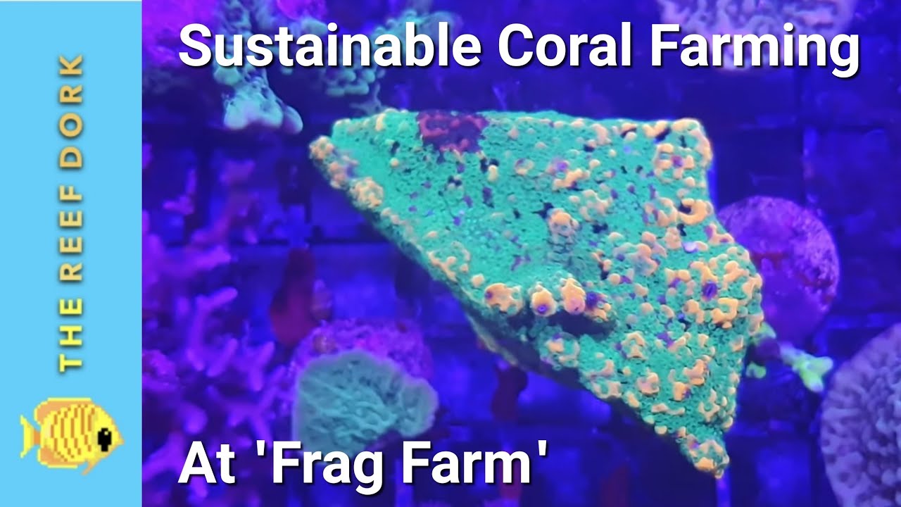 Frag Farm | 12,000+ SPS Corals at This Aquaculture Facility! - YouTube