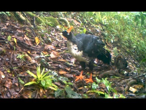 Pavón cornudo y su cría en la Reserva de la Biosfera El Triunfo