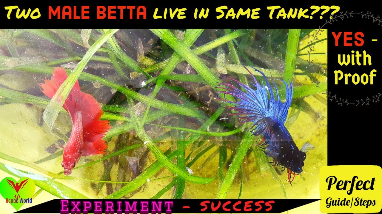 Two Male Betta fish lives in same natural pond|Betta fish community ...