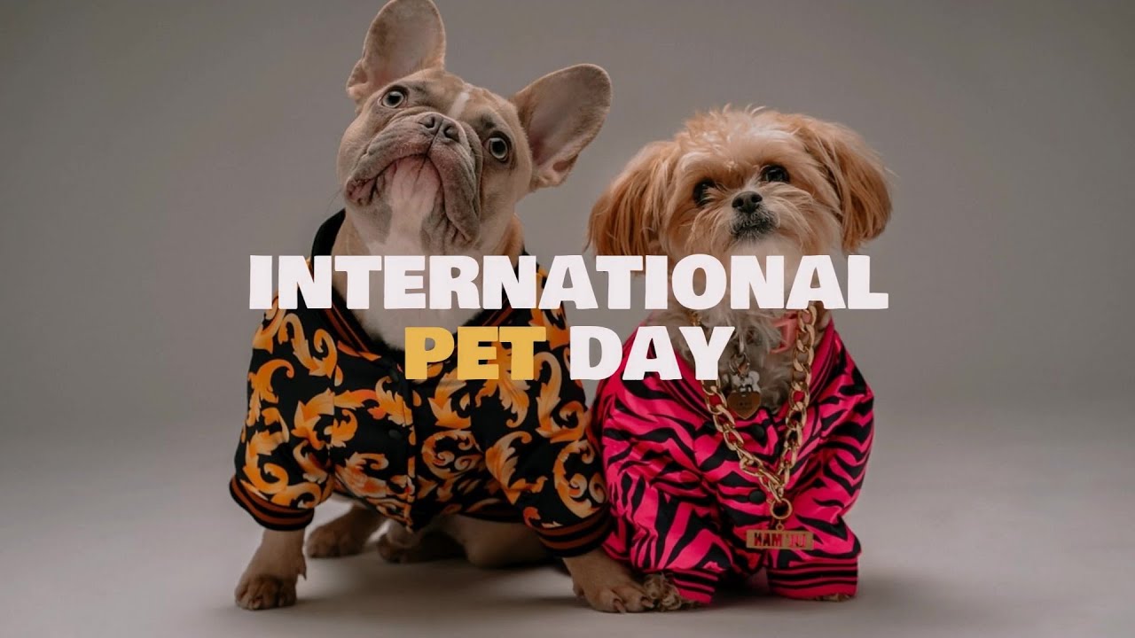 Pet Week Video Template (Editable) - YouTube