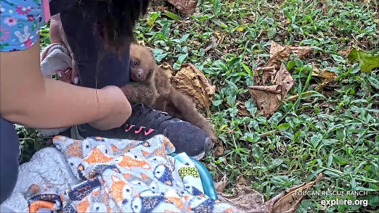 Baby sloth JJ has some pooping practice - 02/17/24 - SlothTV via ...