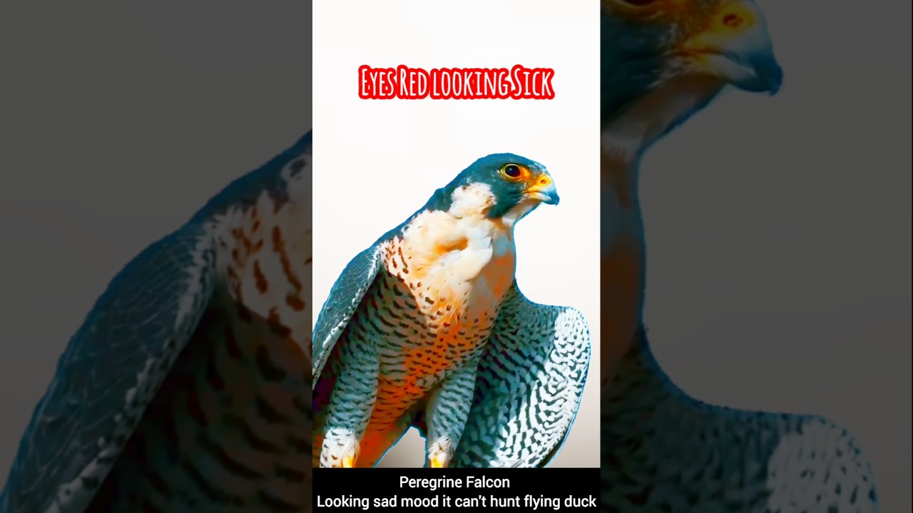 Peregrine falcon looking sad it can't hunt the flying duck #fyp - YouTube