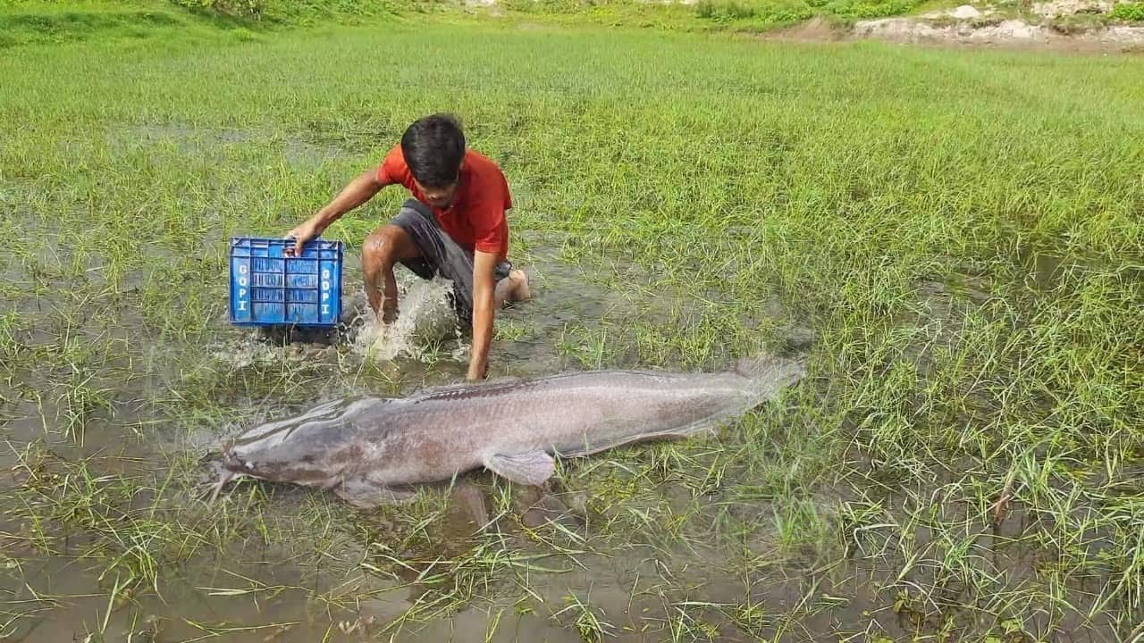 Amazing Boy Catching Fish By Hand. Traditional Little Catching Big Fish ...